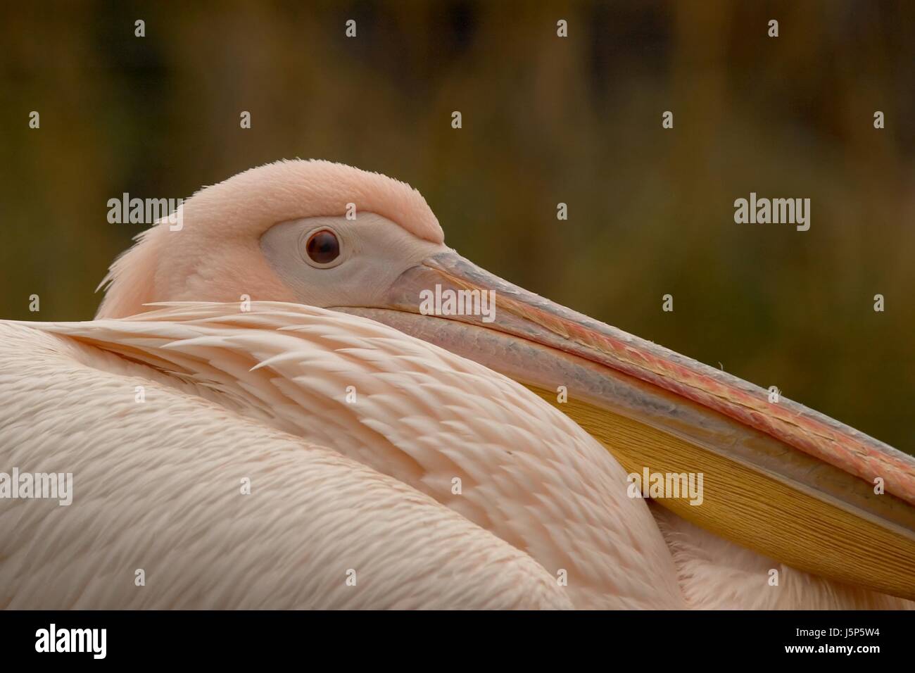 optional animal portrait lateral beak tele feathering pelican long ...