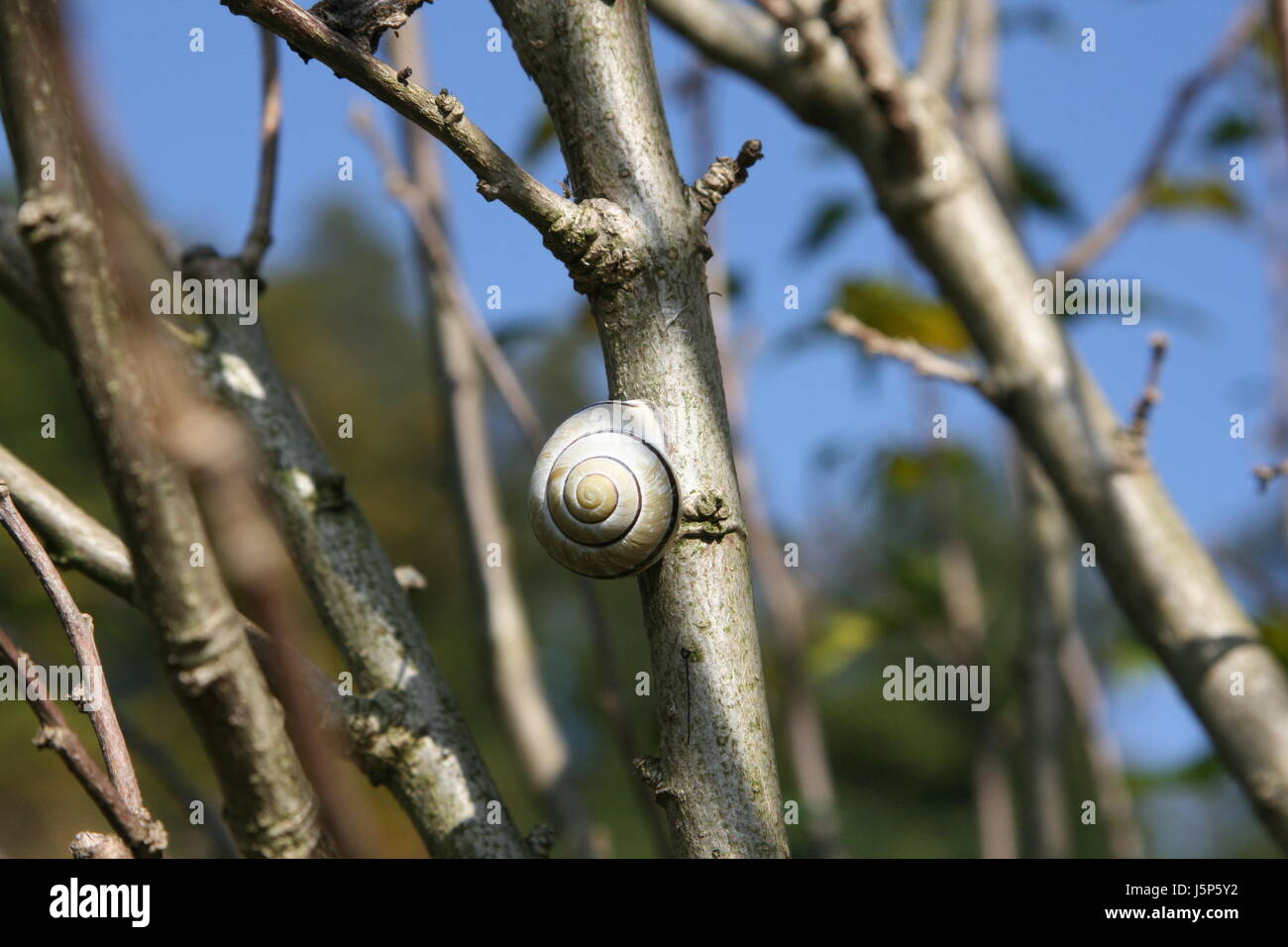 tree garden small tiny little short branch snail snail shell gardens ...