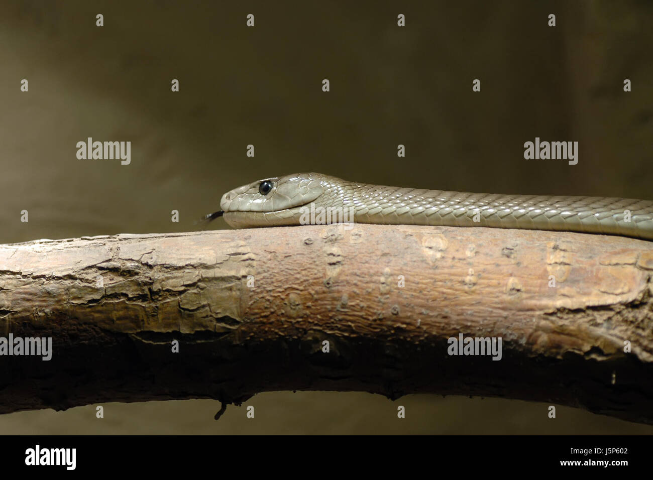 portrait snake poisonous snake toxic poisonous head schwarze mamba ...