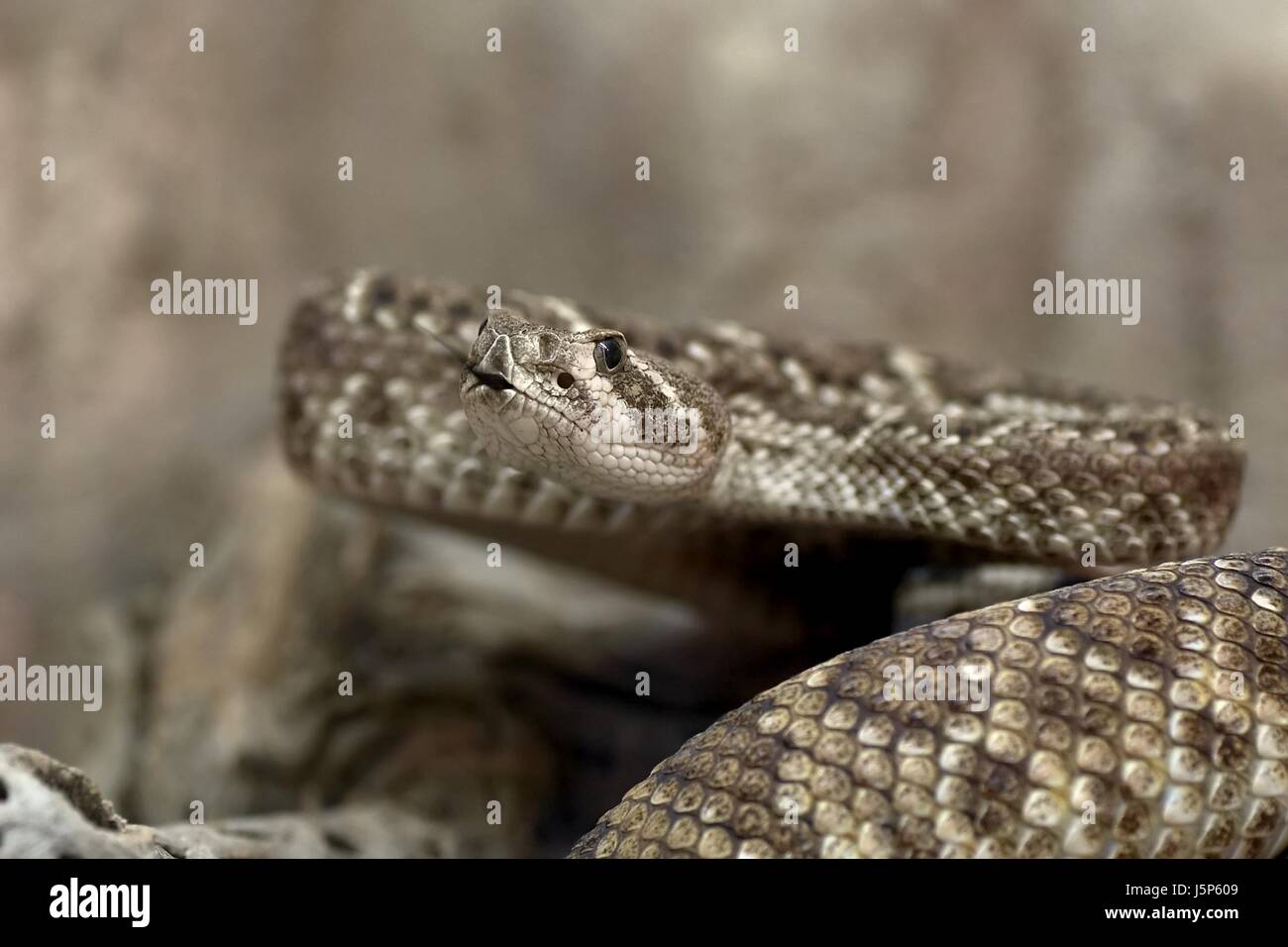portrait snake rattlesnake poisonous snake toxic poisonous head Stock ...