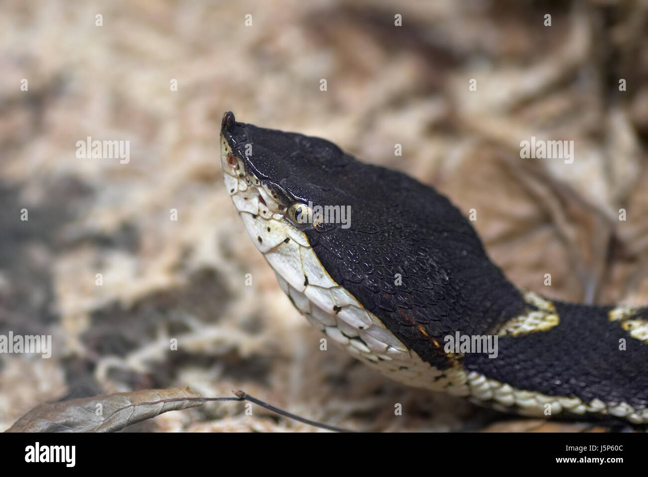 portrait snake poisonous snake toxic poisonous head chinesische ...
