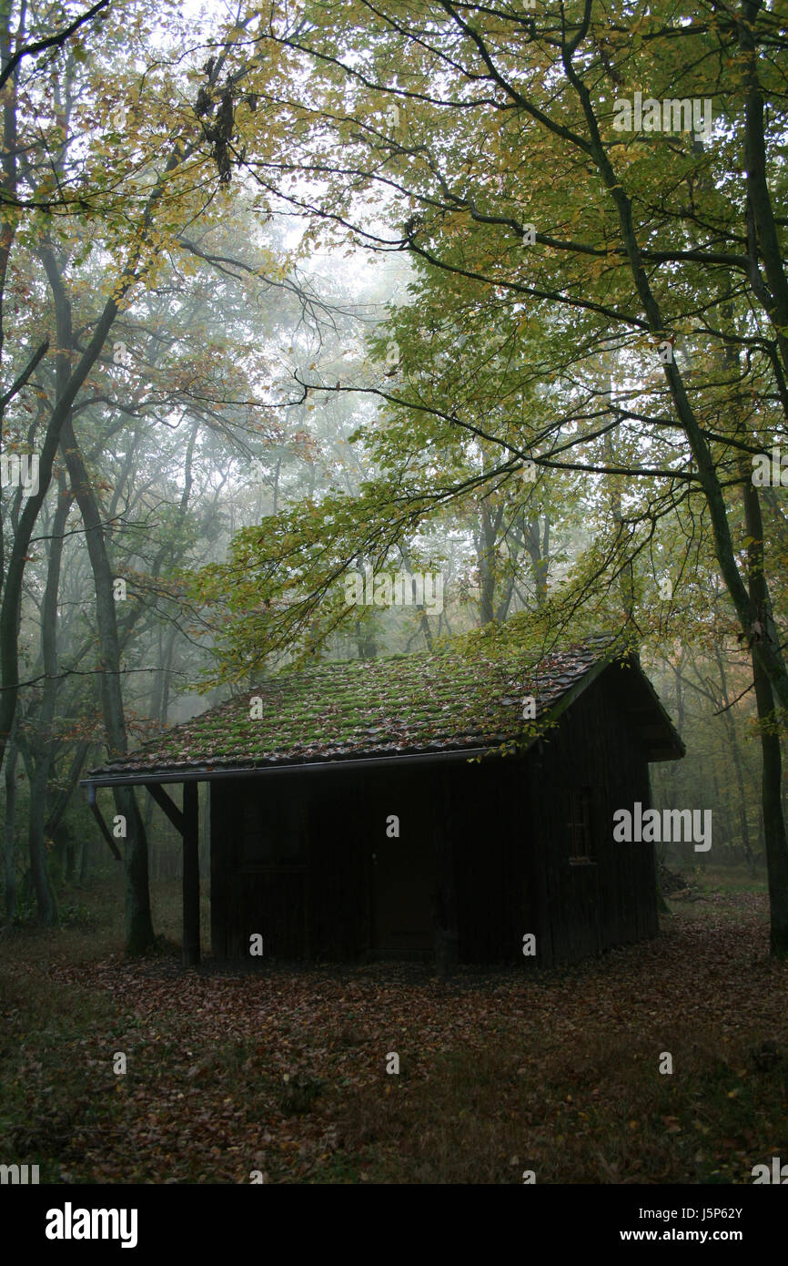 tree trees wood cold hike go hiking ramble fog haze deciduous forest ...