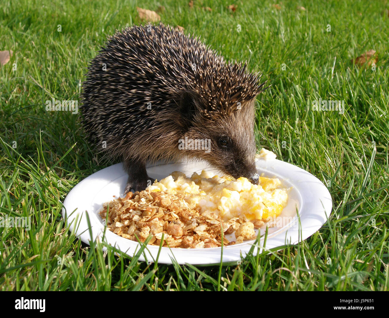 fodder garden mammal curiosity hunger eyes ears skin prickle plate nose ...