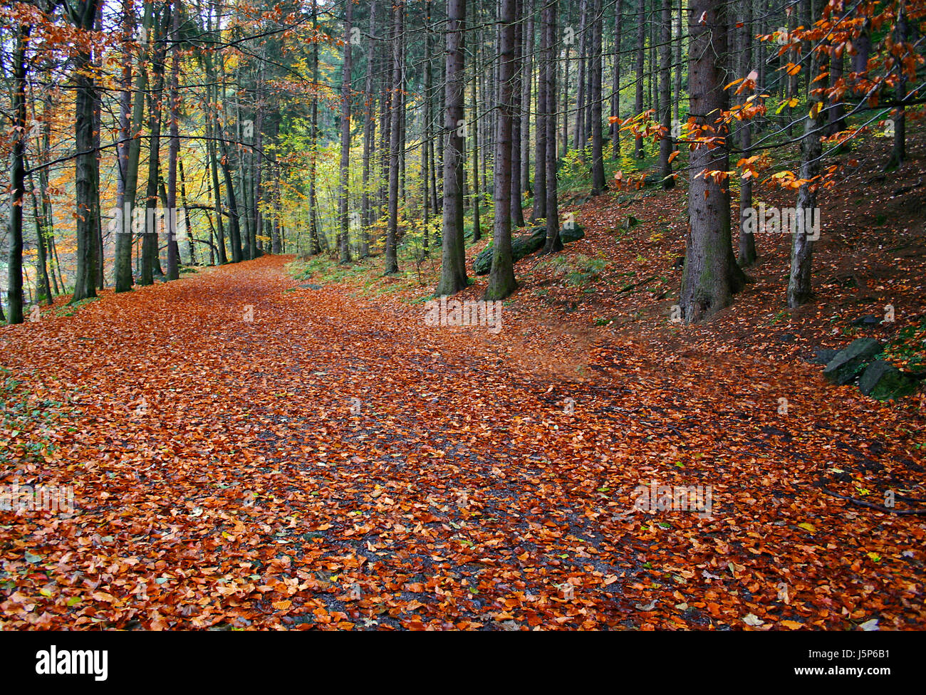 walk go going walking book tree trees leaves hike go hiking ramble ...