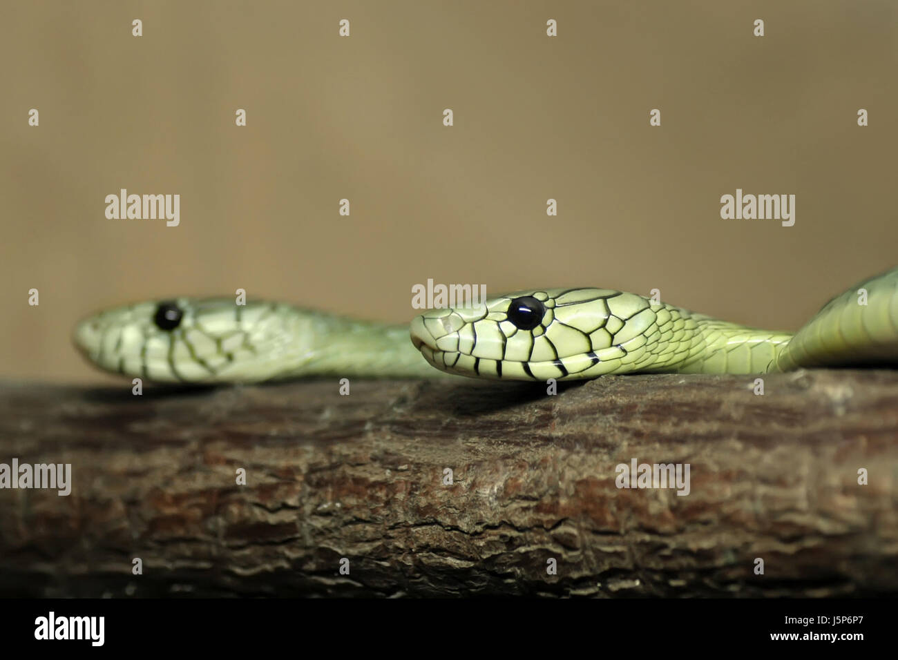 two green mambas Stock Photo - Alamy