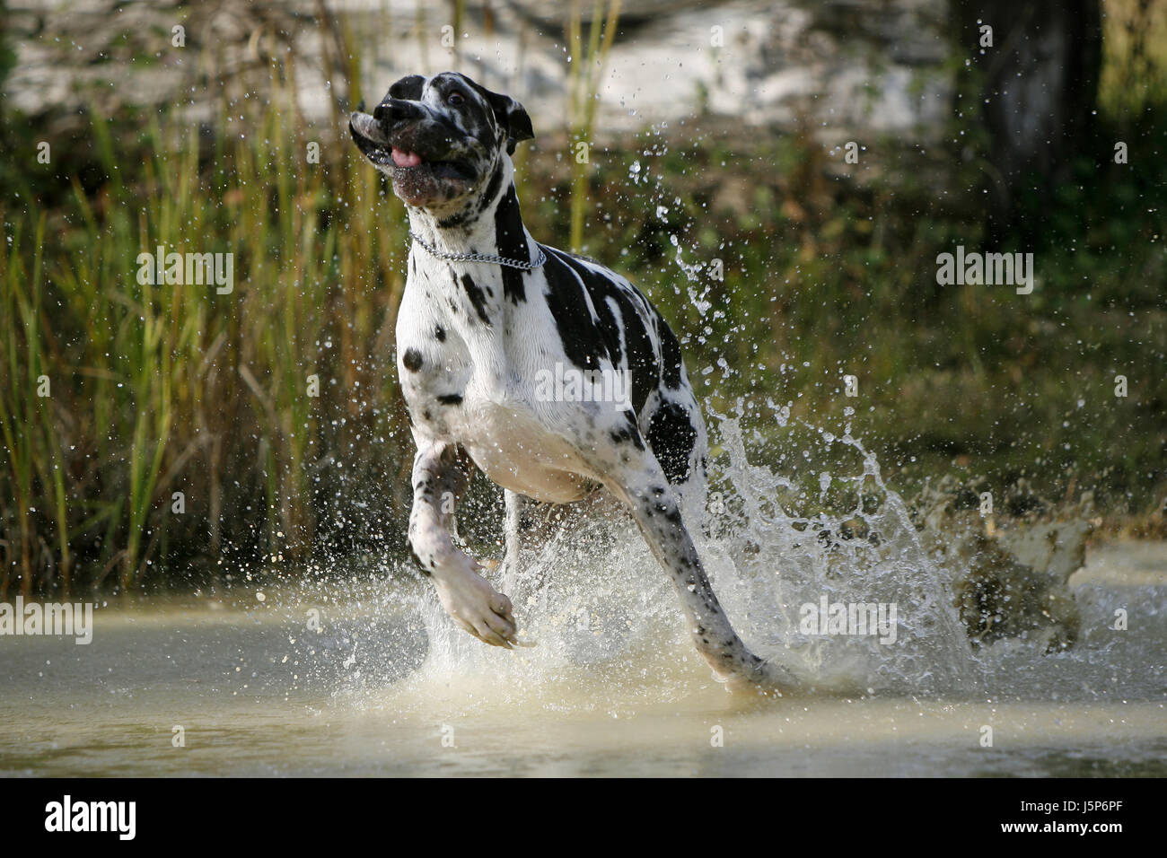 Ulm great dane hi-res stock photography and images - Alamy