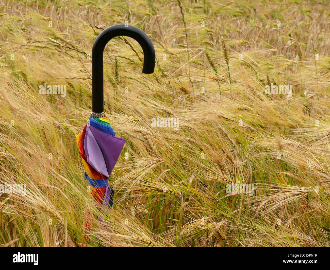 umbrella bad peccant wickedly evil corn field umbrellas rain weather ...