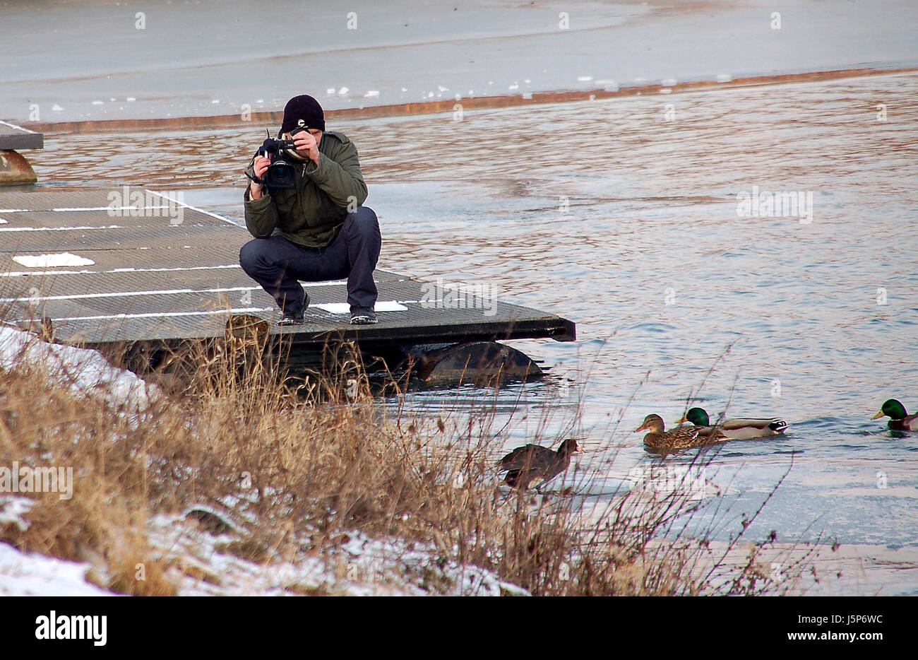 winter mammal fauna cold flora ice ducks video coverage documentation ...