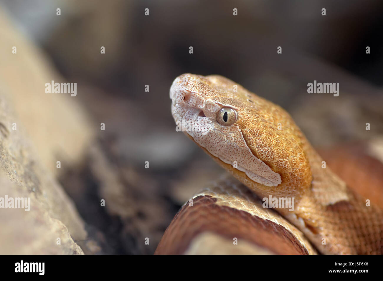 north american copper head (2 Stock Photo - Alamy