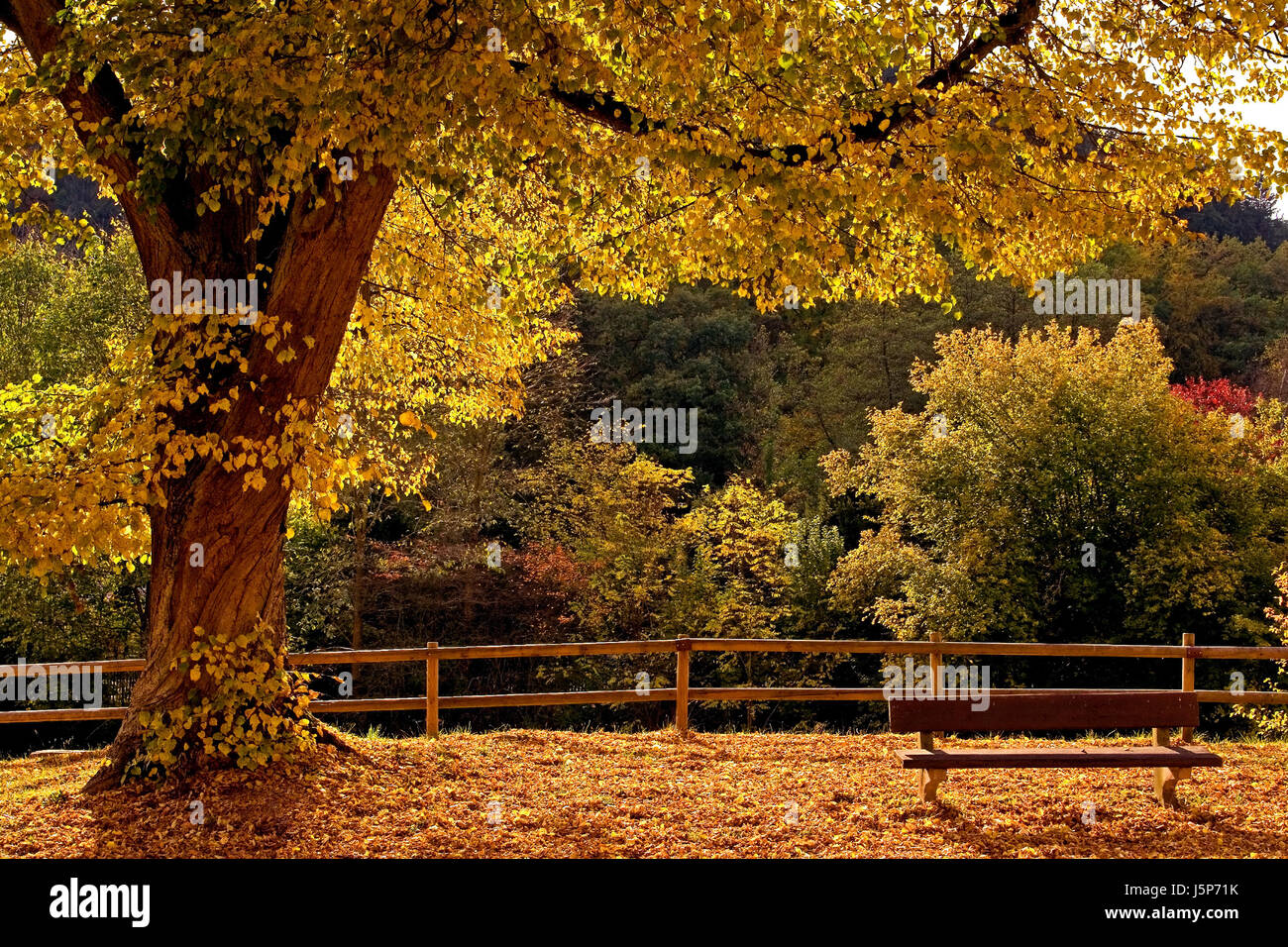 tree green leaves coloured colourful gorgeous multifarious richly ...