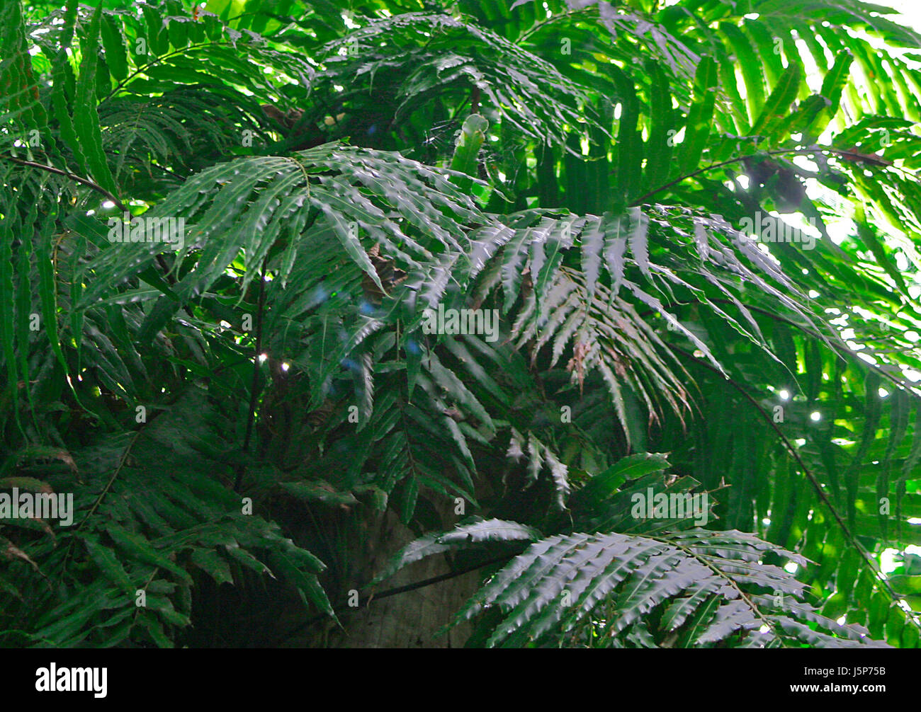 leaf garden plant green wild flora botany jungle thicket moist tropical ...