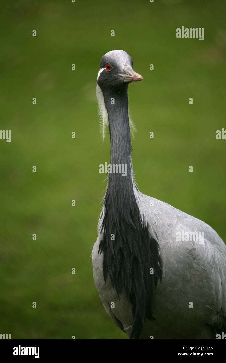 animal bird animals birds feathering cranes crane grey gray jungfernkranich Stock Photo - Alamy