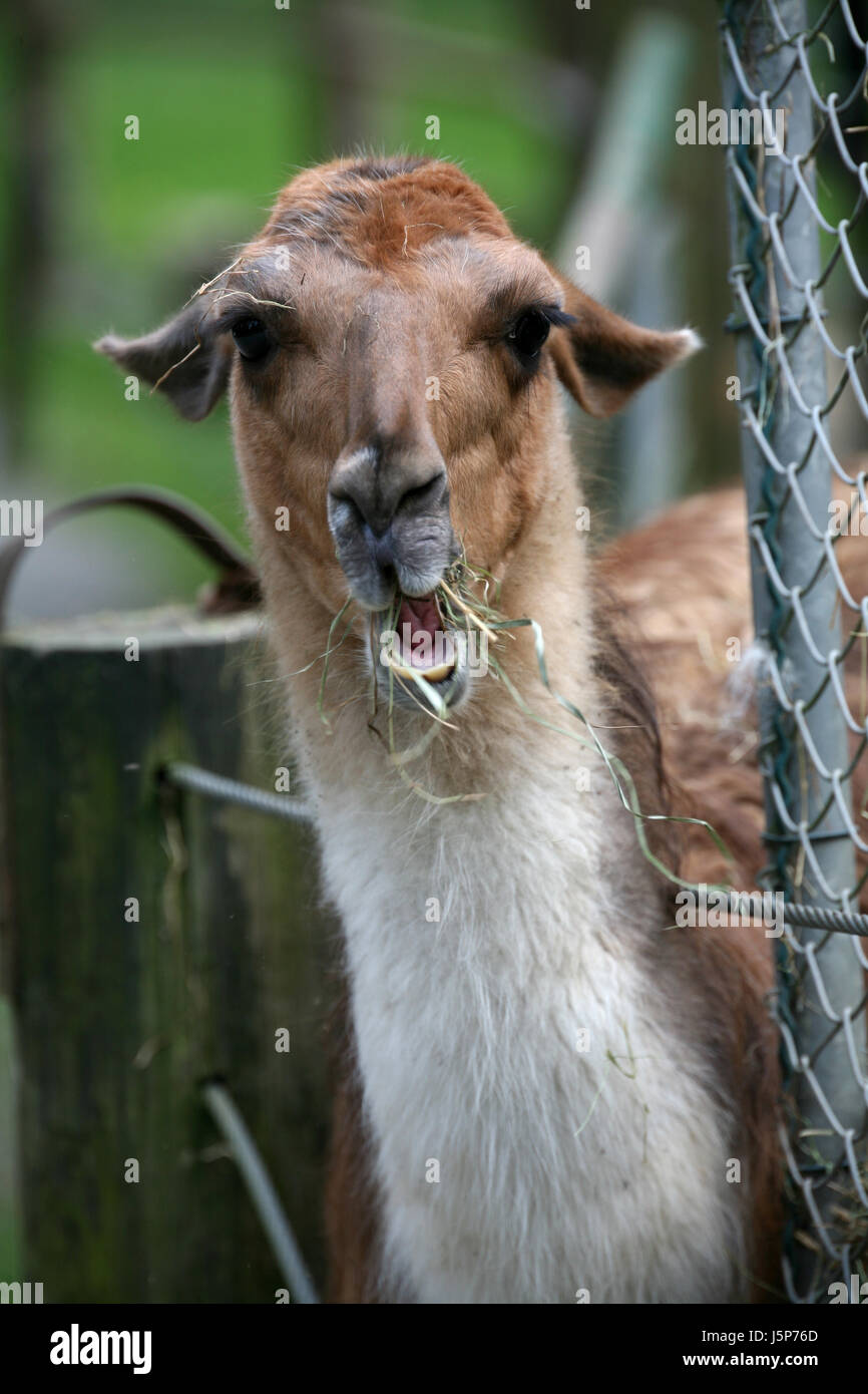 Lama portrt hi-res stock photography and images - Alamy