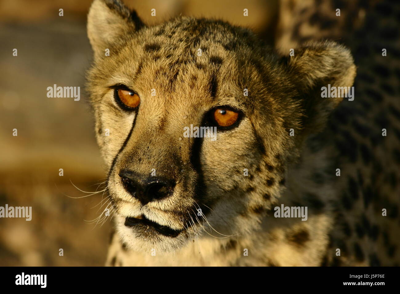 danger desert wasteland animal africa big cat feline predator eyes look ...