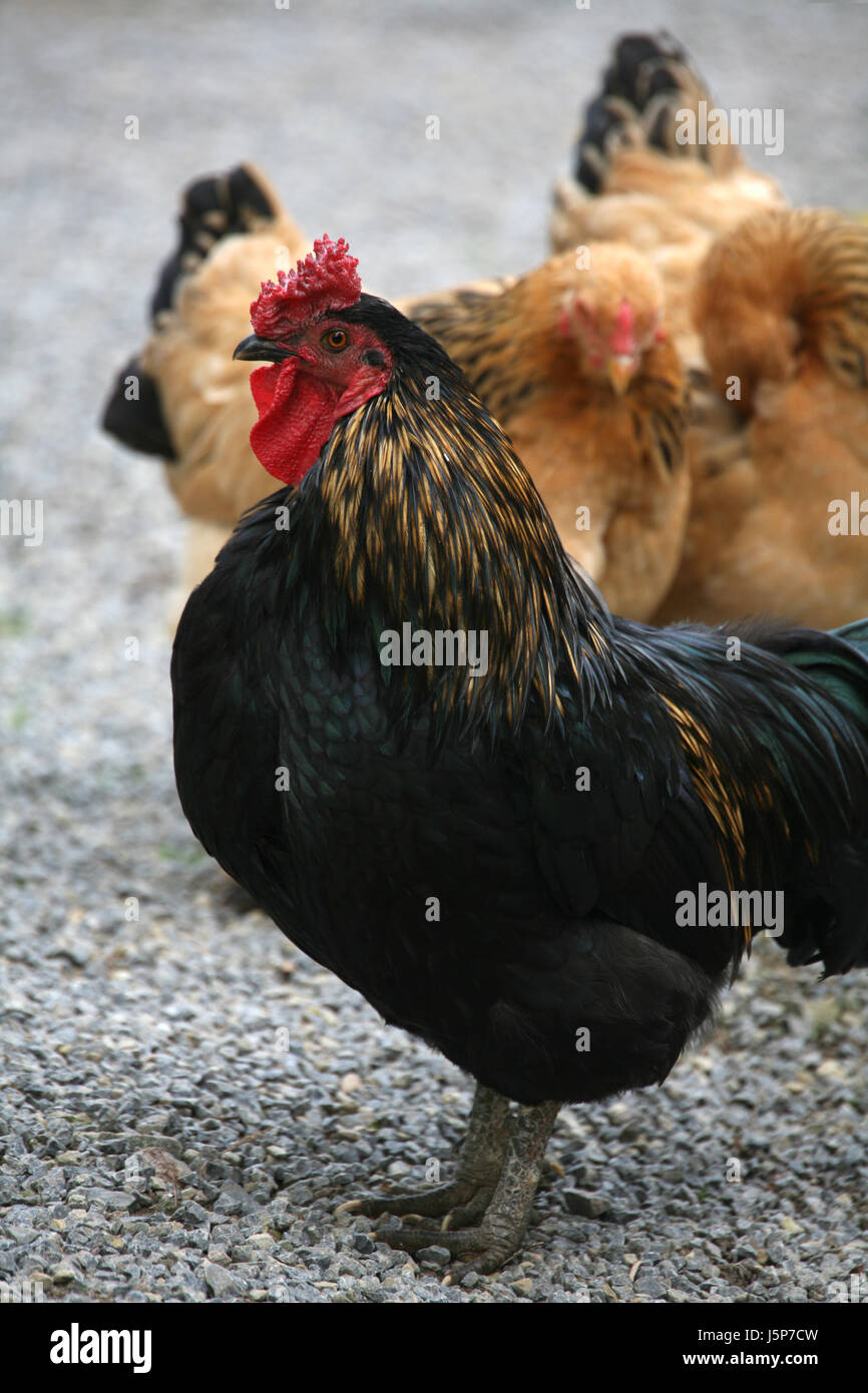 bird birds feathers feathering poultry male farm animal chicken female ...