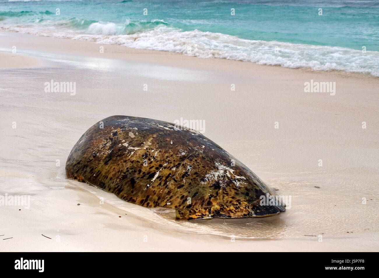 Death reptile amphibian conservation hi-res stock photography and ...