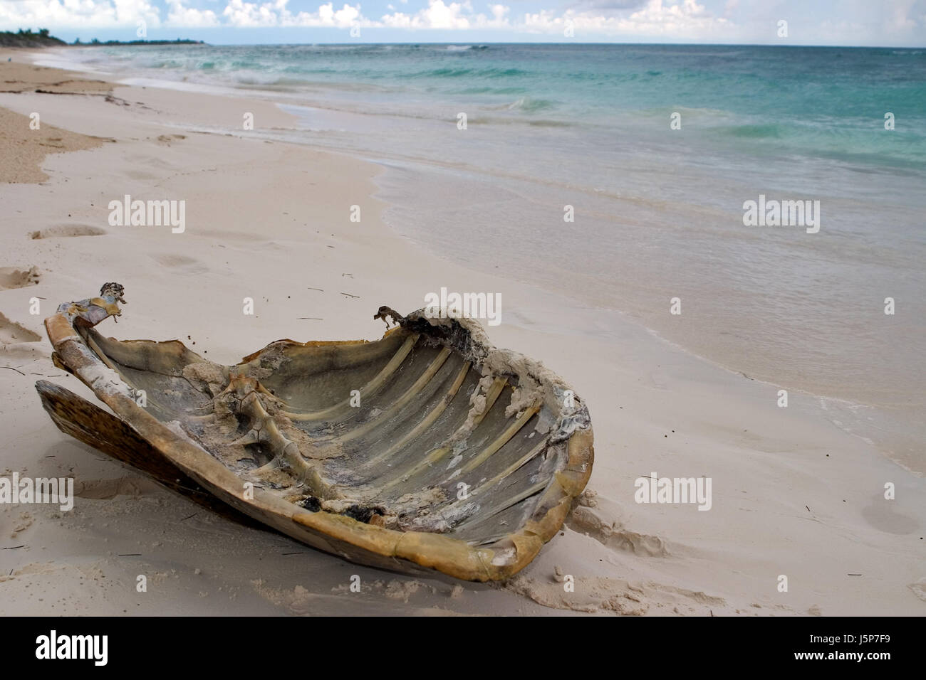 Death reptile amphibian conservation hi-res stock photography and ...