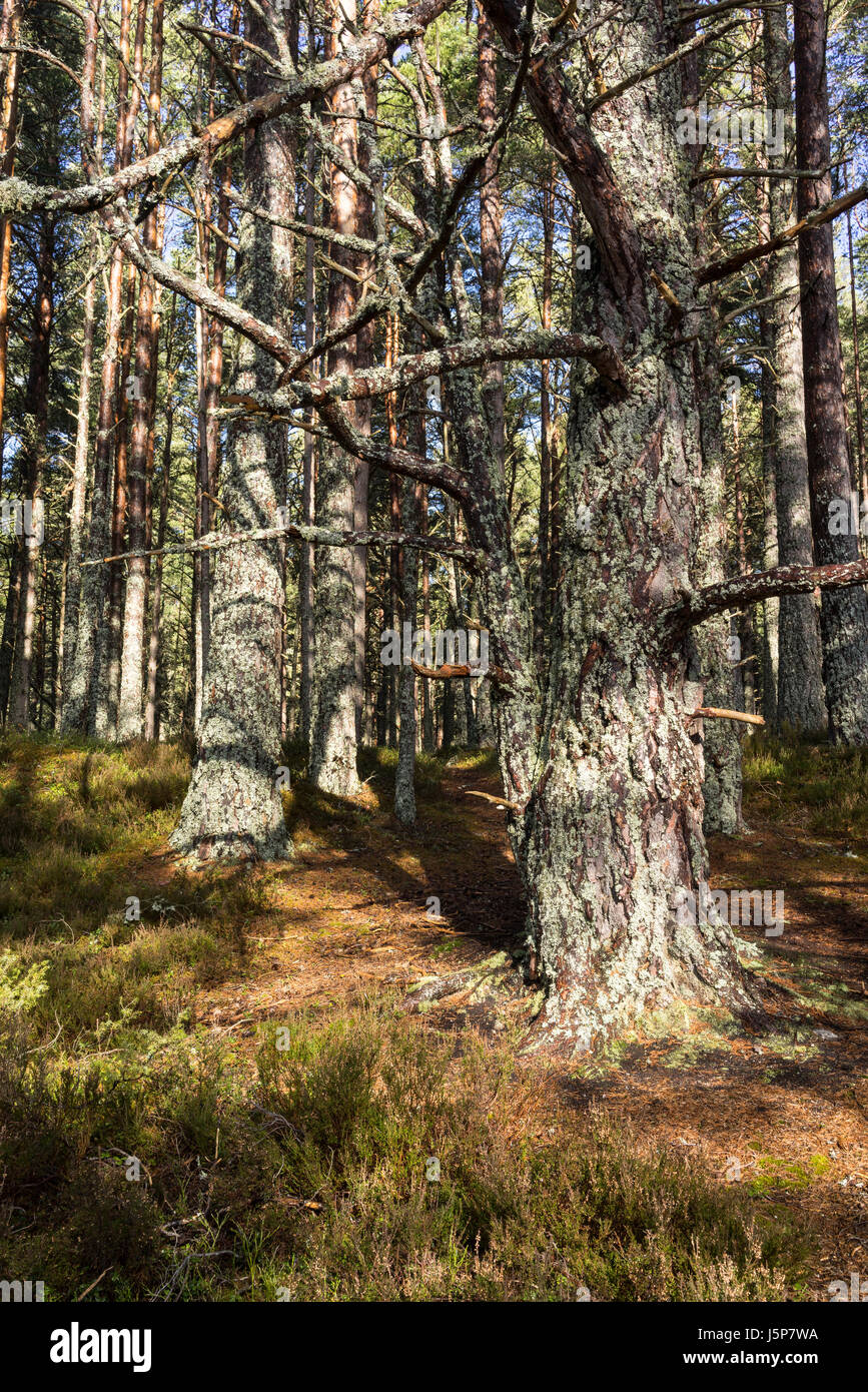 Caledonian pine tree woodland hi-res stock photography and images - Alamy