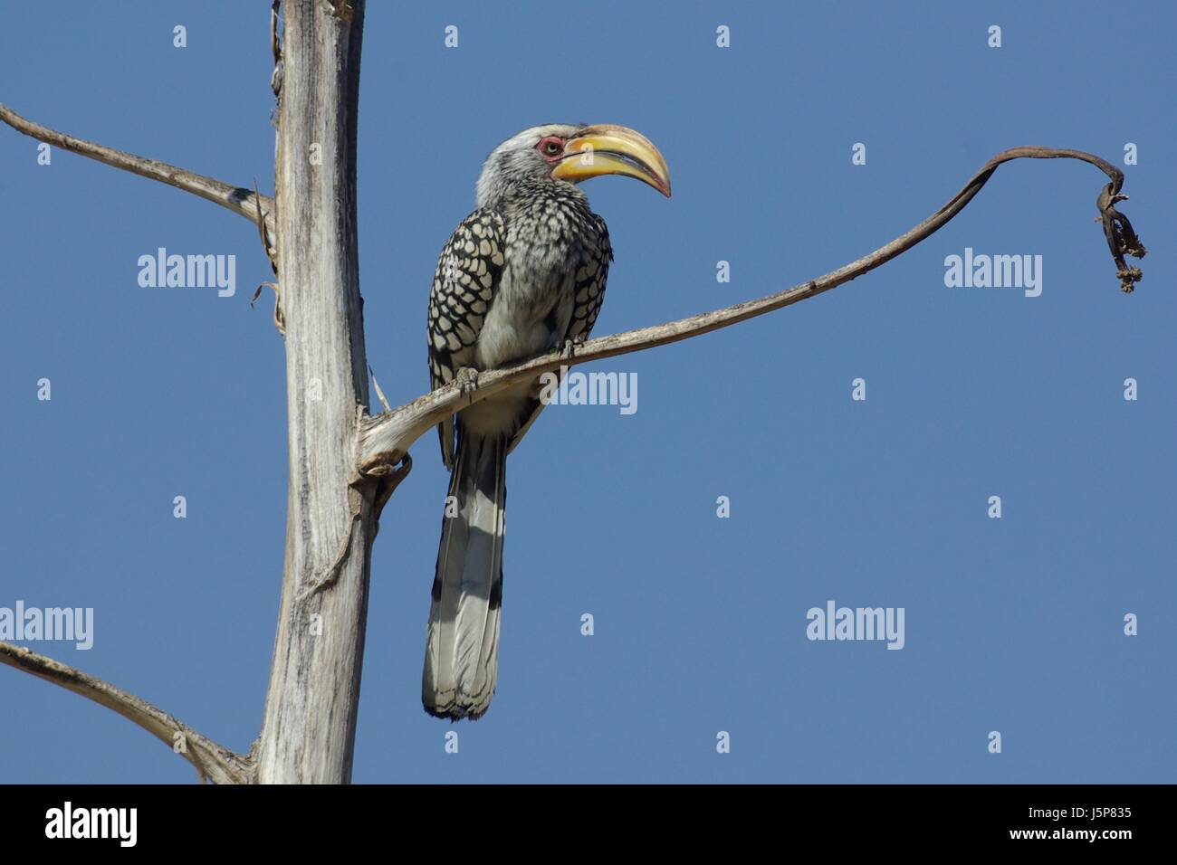 blue tree namibia branch beak beaks firmament sky yellow toko ...