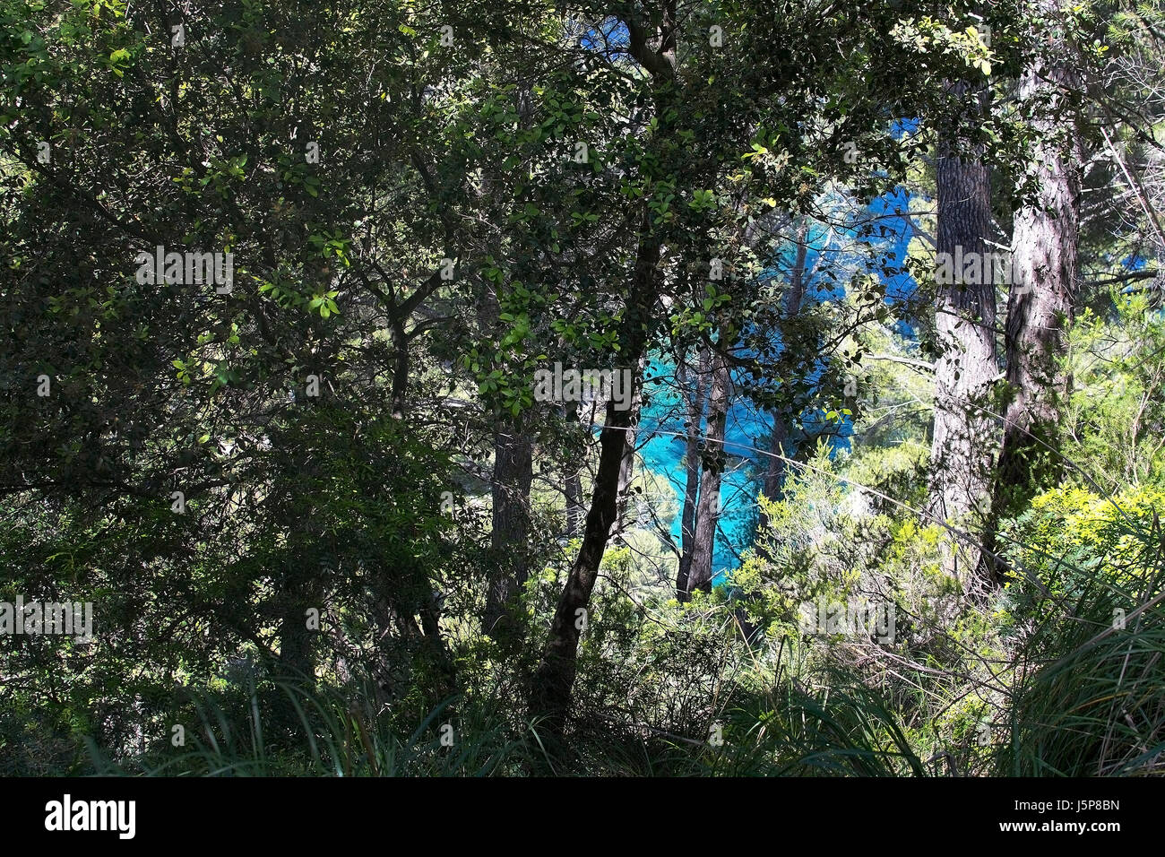 Green ocean glimpse through trees in Tramuntana mountains between ...
