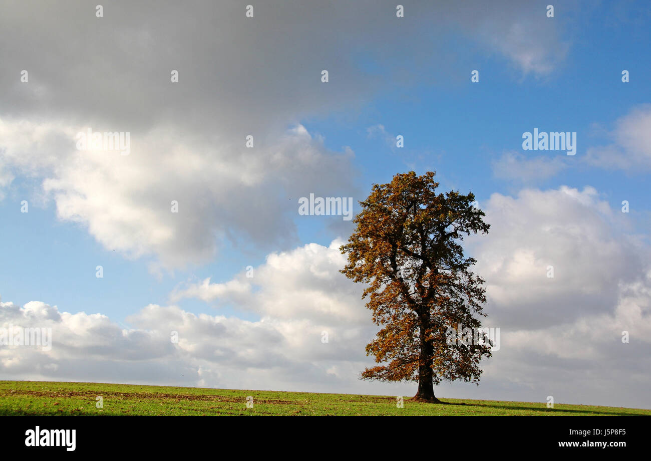 big large enormous extreme powerful imposing immense relevant tree ...