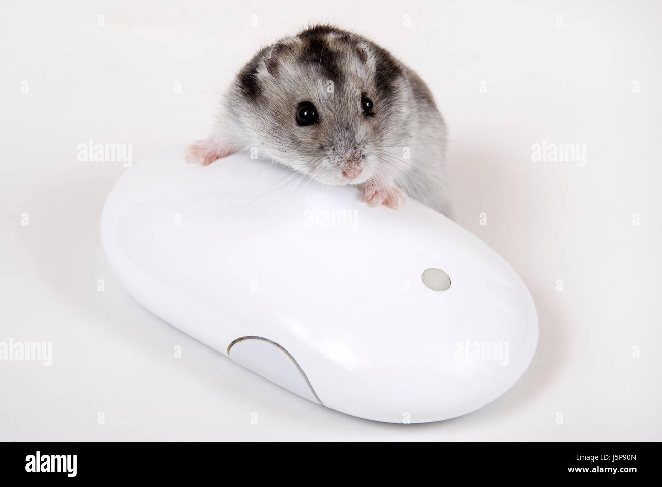 office animal rodent skin computing hardware accessories accessory ...