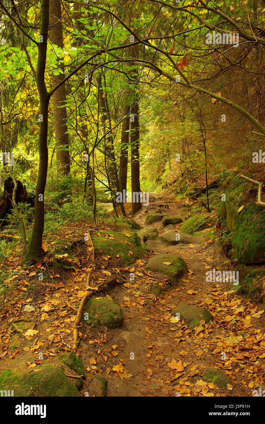 hike go hiking ramble switzerland saxony shady path way mountain forest ...
