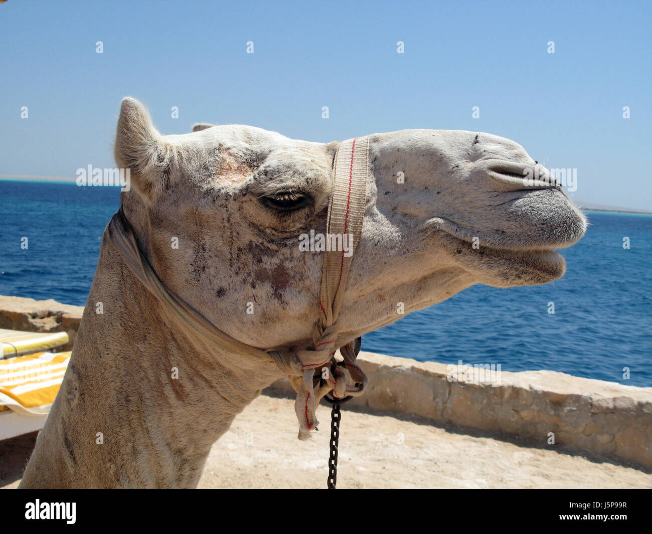 camel quadruped organ animal used for riding arabian salt water sea ...