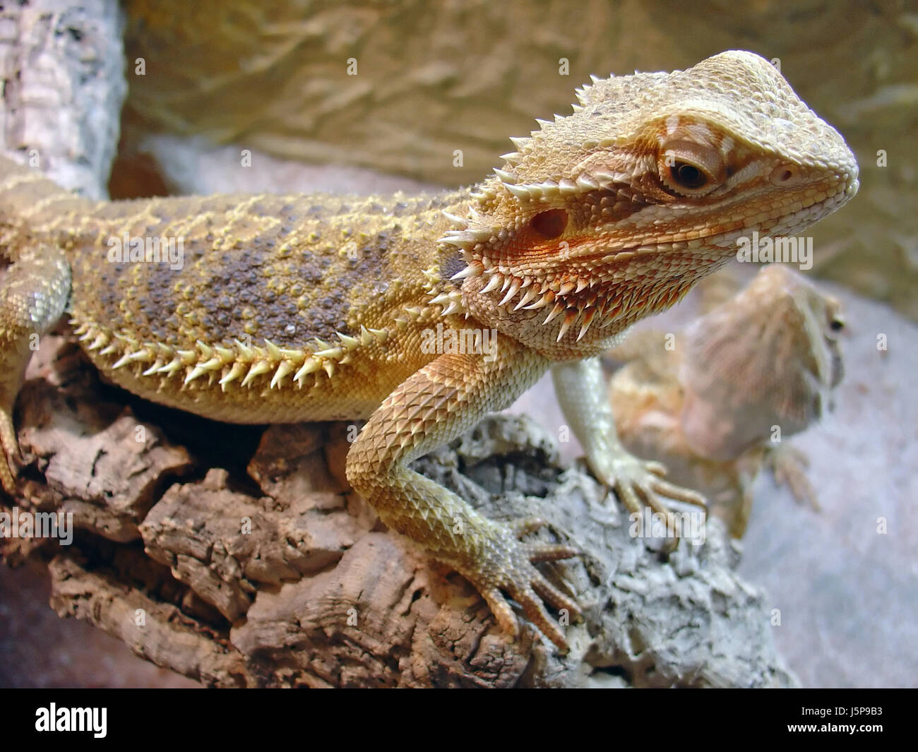 bearded dragon - pogona vitticeps Stock Photo - Alamy