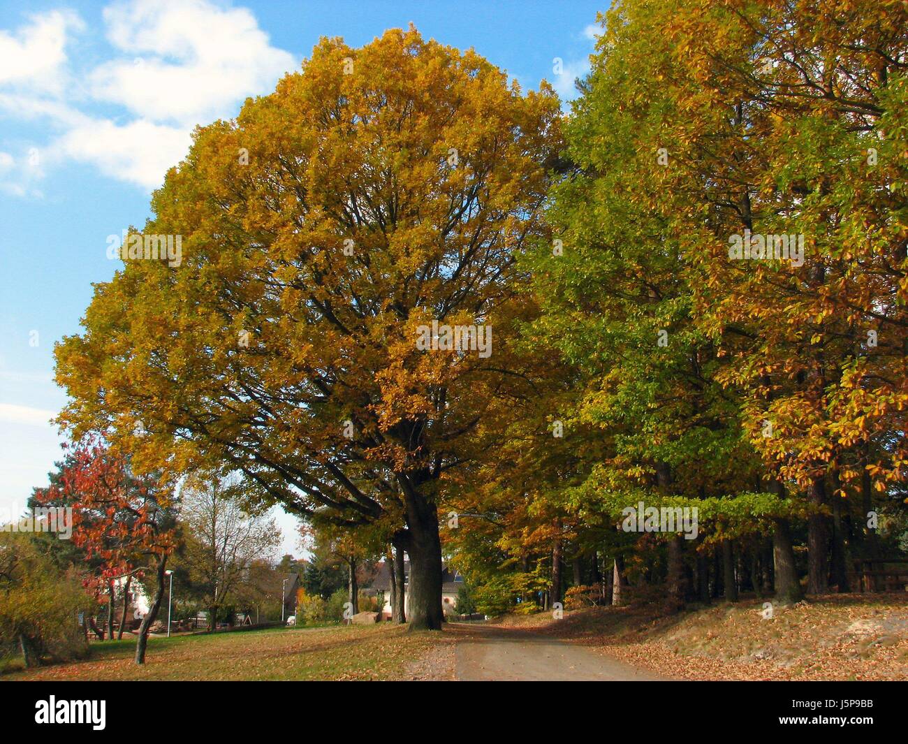houses tree trees leaves coloured colourful gorgeous multifarious ...