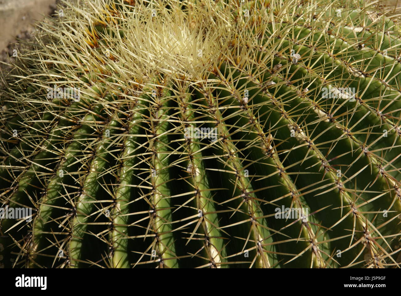 danger desert wasteland green cactus prickly sting vulnerable dangerous ...