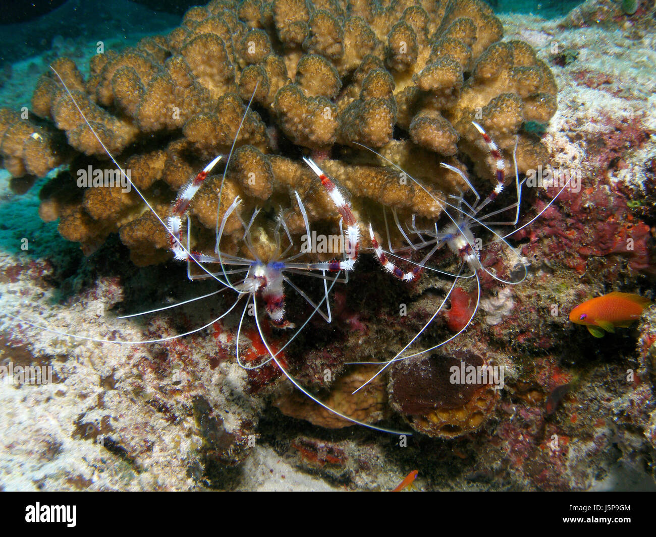 legs cave asia fish eyes shrimp maldives rise climb climbing ascend ...