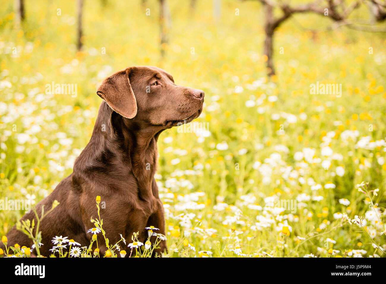 Labrador on field Stock Photo - Alamy