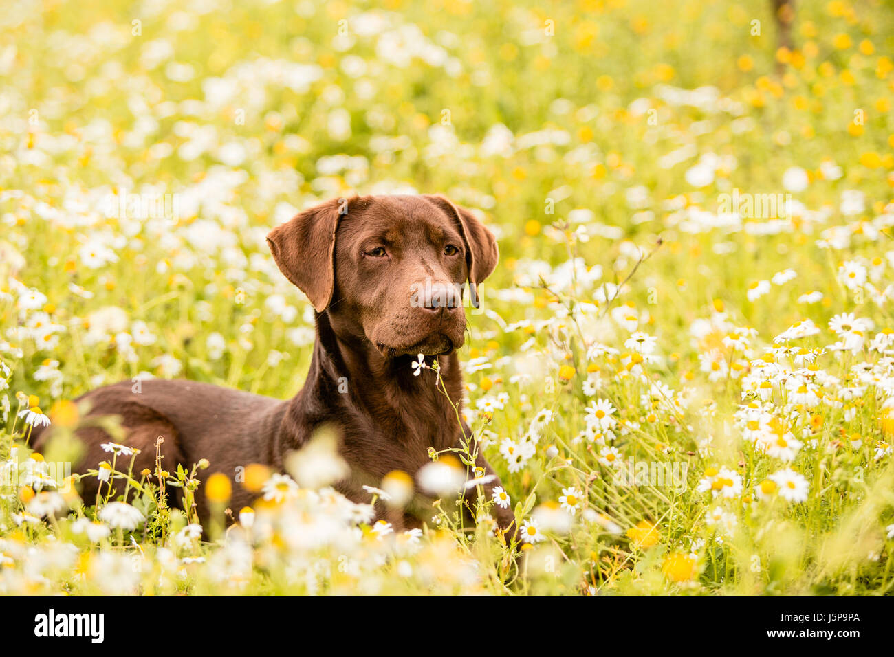 Labrador on field Stock Photo - Alamy