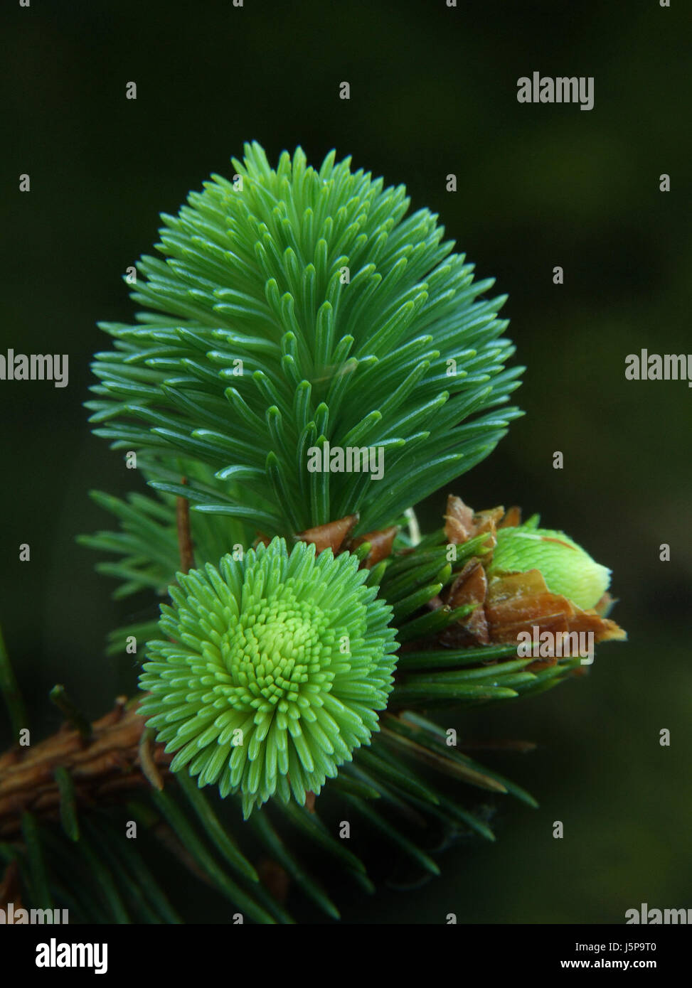 relaxation tree trees winter wood trunk pine radio silence quietness ...