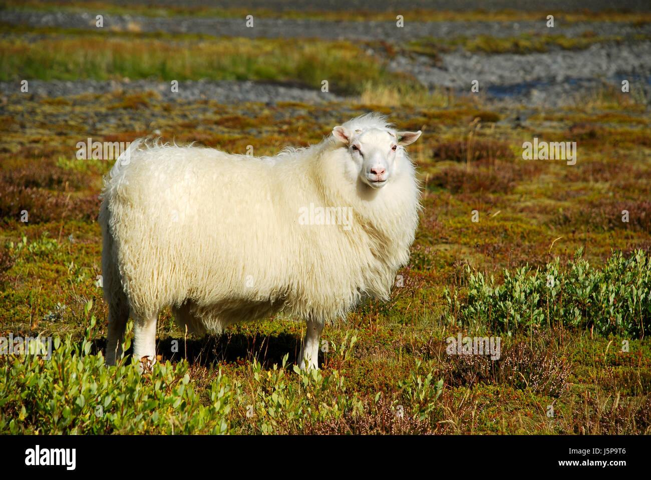 soft cuddle sheep wool sweater knit iceland shear windy heath colour ...