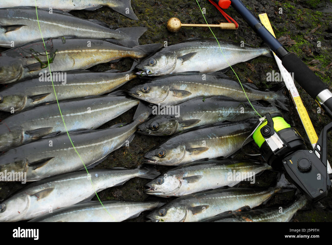 Fischtter hi-res stock photography and images - Alamy