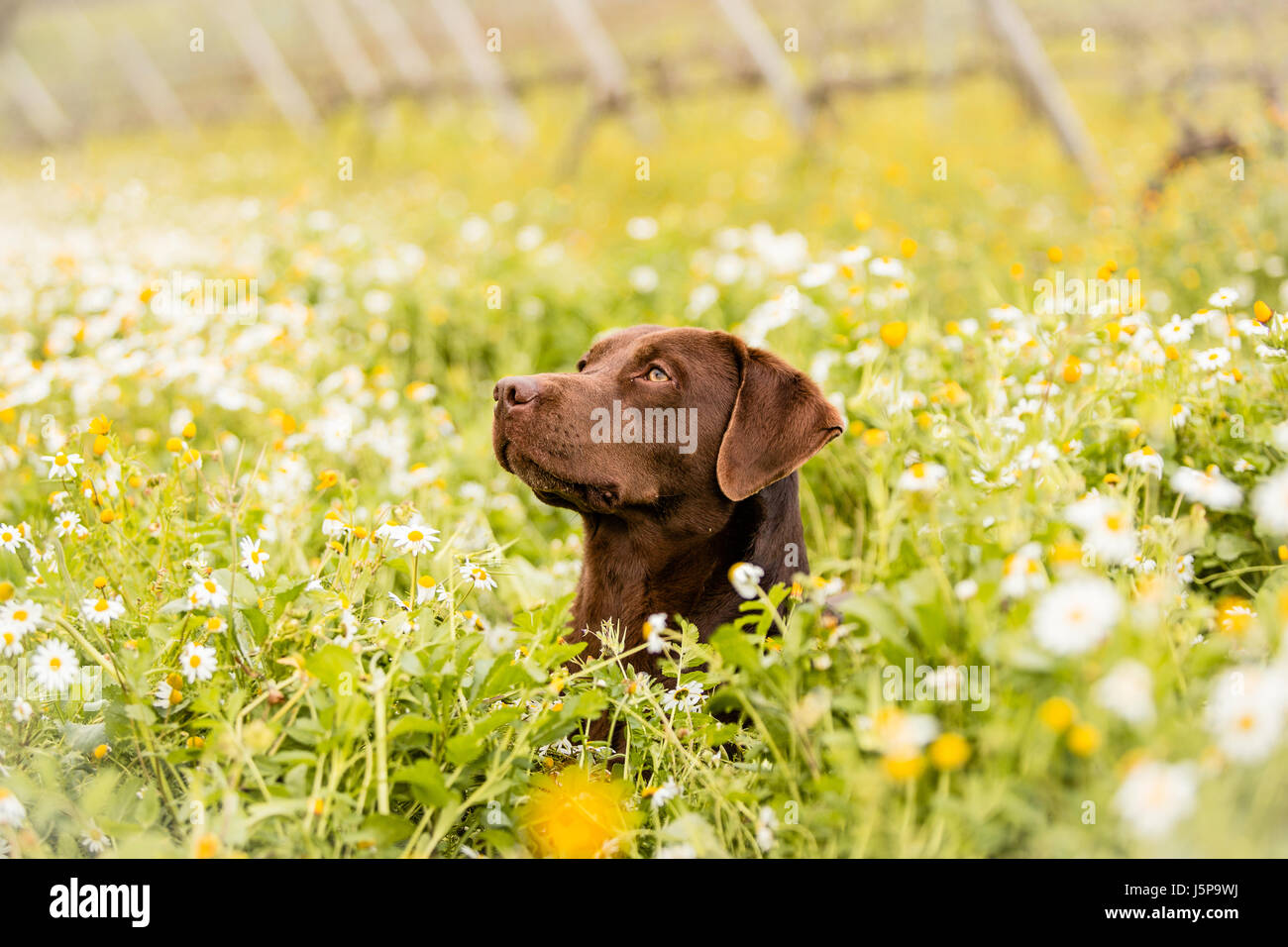 Labrador on field Stock Photo - Alamy