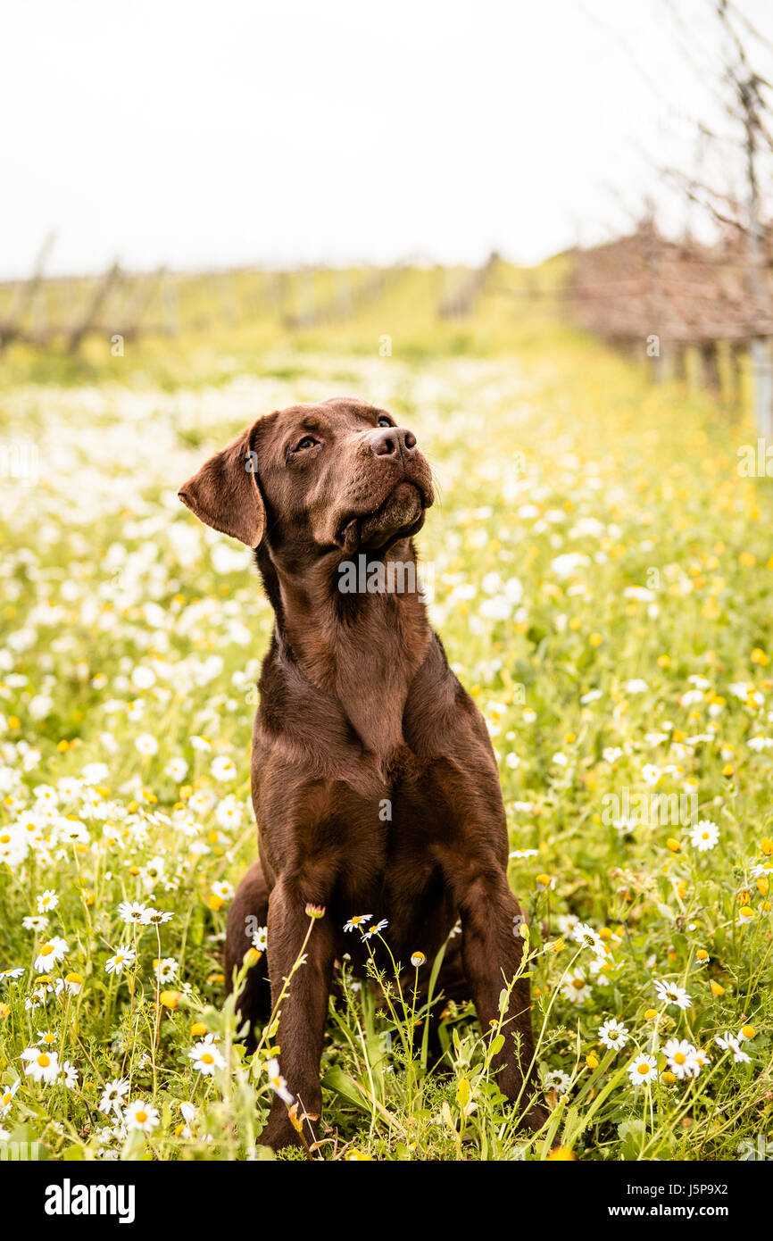 Labrador on field Stock Photo - Alamy