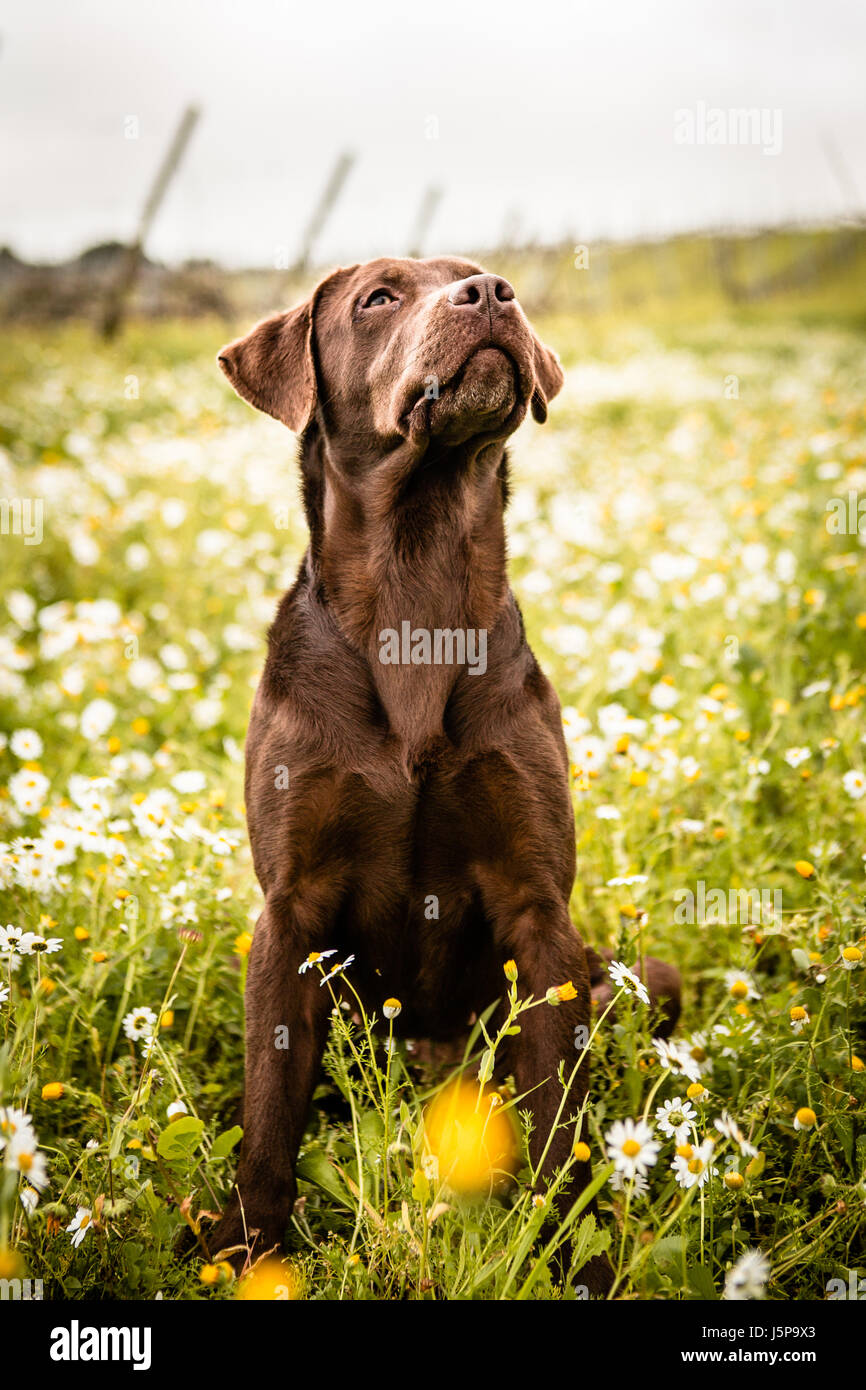 Labrador on field Stock Photo - Alamy