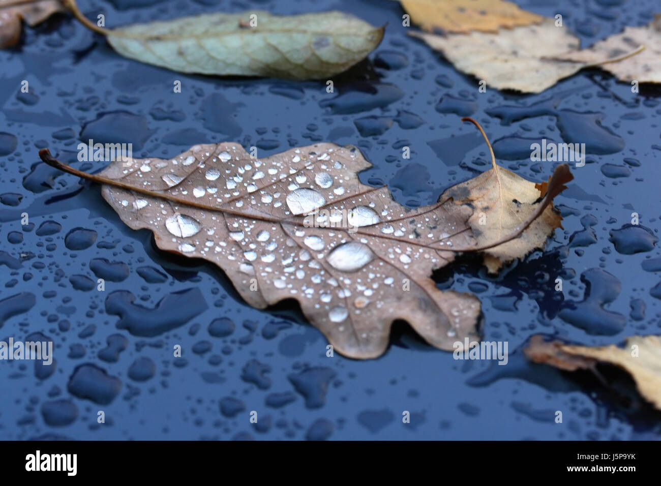 autumn leaves in the rain Stock Photo - Alamy