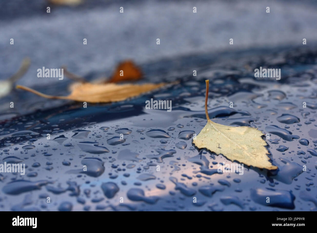 autumn leaves in the rain Stock Photo - Alamy