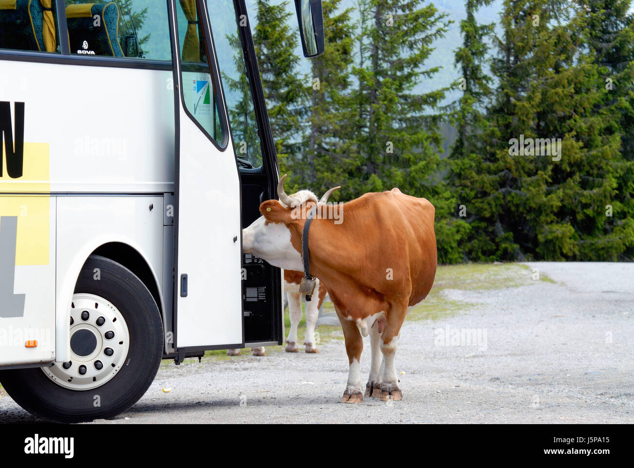 alps witty cow symbolism get in car passenger vehicle means of travel ...