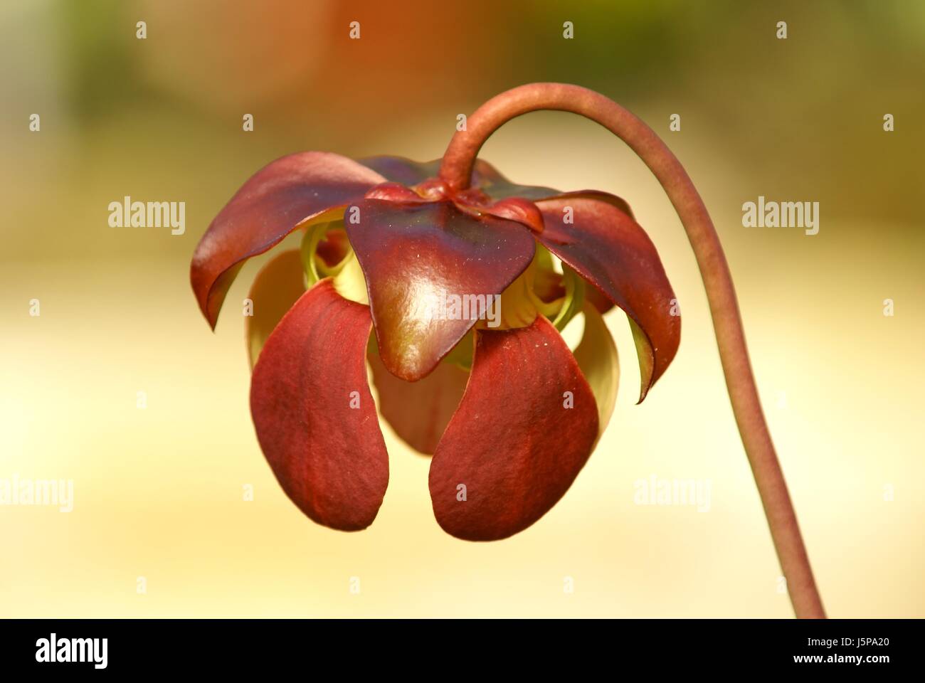 danger insect bloom blossom flourish flourishing fly claw graceful ...