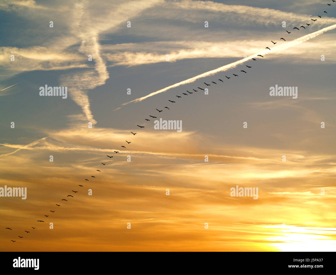 bird sunset birds summer summerly formation swarm school migrant birds ...