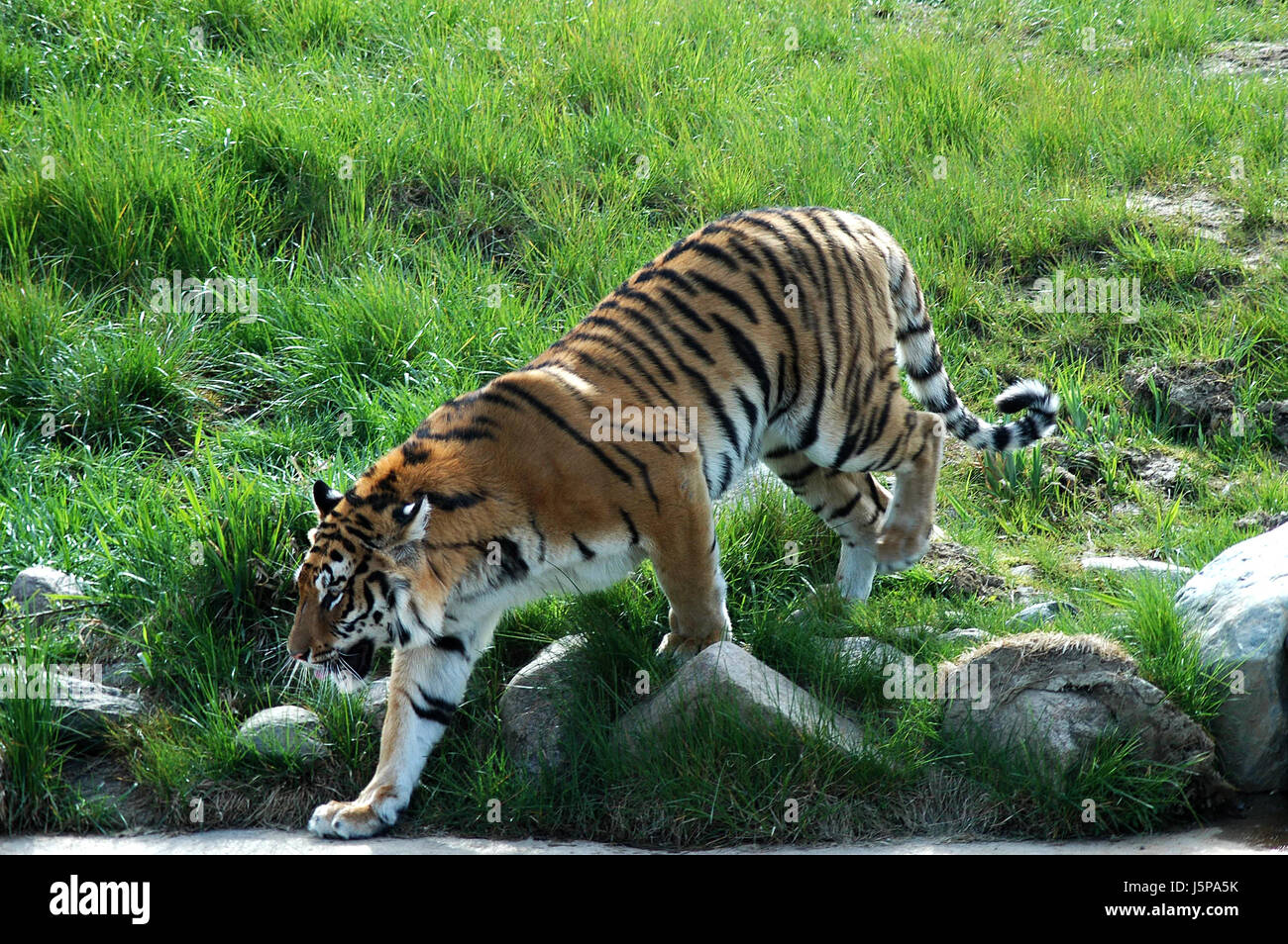 tiger on the prowl Stock Photo - Alamy