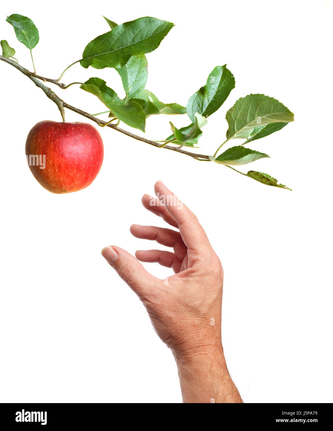Hand picking an apple from an apple-tree. Isolated on a white ...