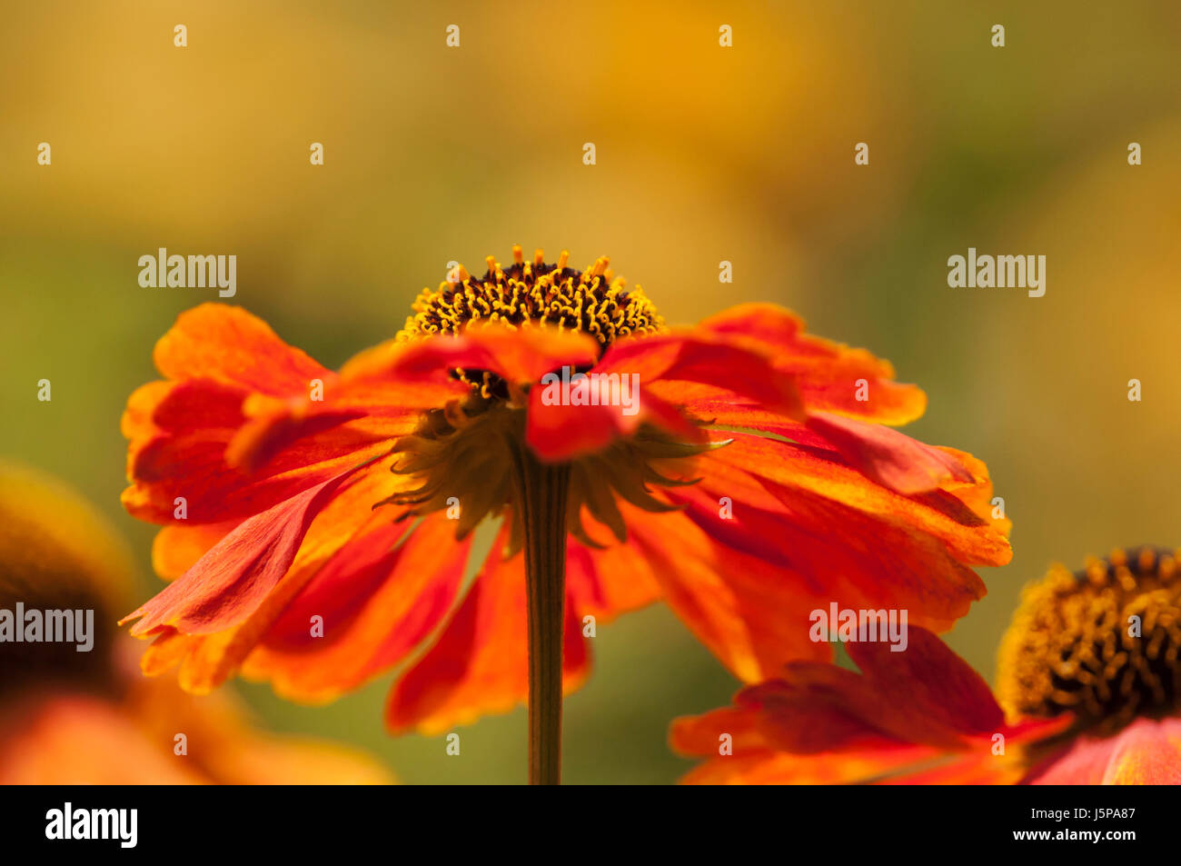 Helens flower, Sneezeweed, Helenium flower, Sneezewort growing outdoor ...