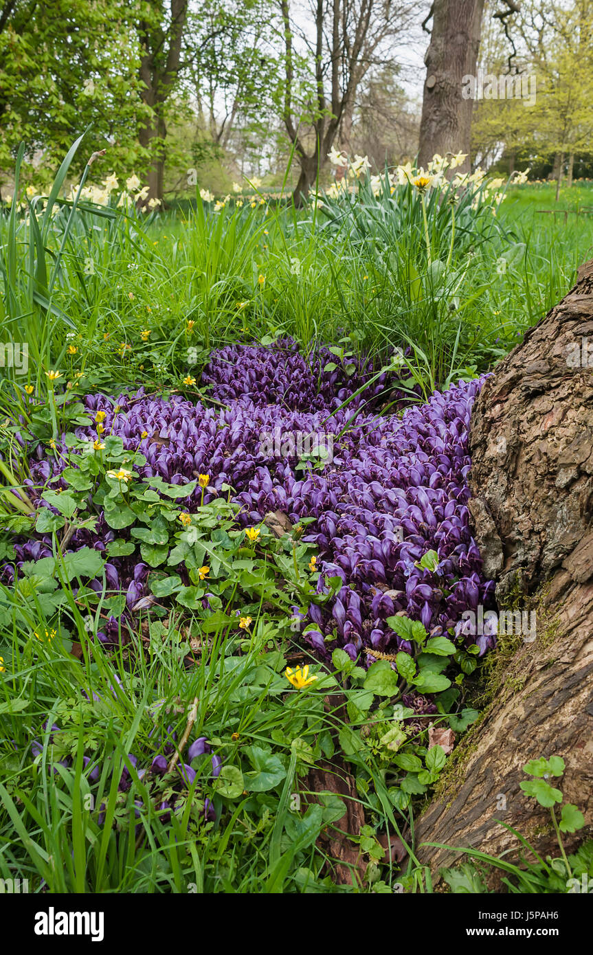 Purple toothwort, Lathraea cladestina, Rare parasitic plant living on ...