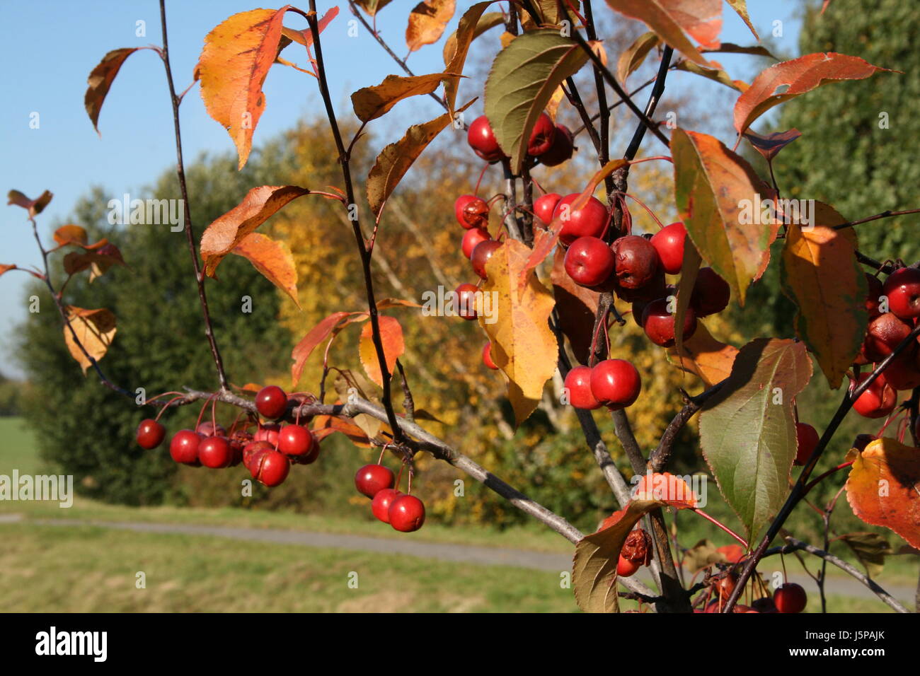 tree plant branches apples apple scenery countryside nature fall autumn ...